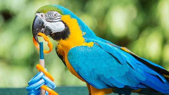 金刚鹦鹉在“吉尼斯世界纪录日”创下令人难以置信的套圈圈世界纪录 | 吉尼斯世界纪录