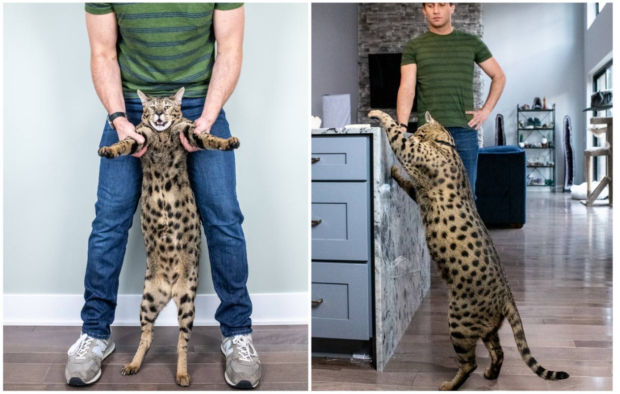 Tallest living domestic cat | 吉尼斯世界纪录