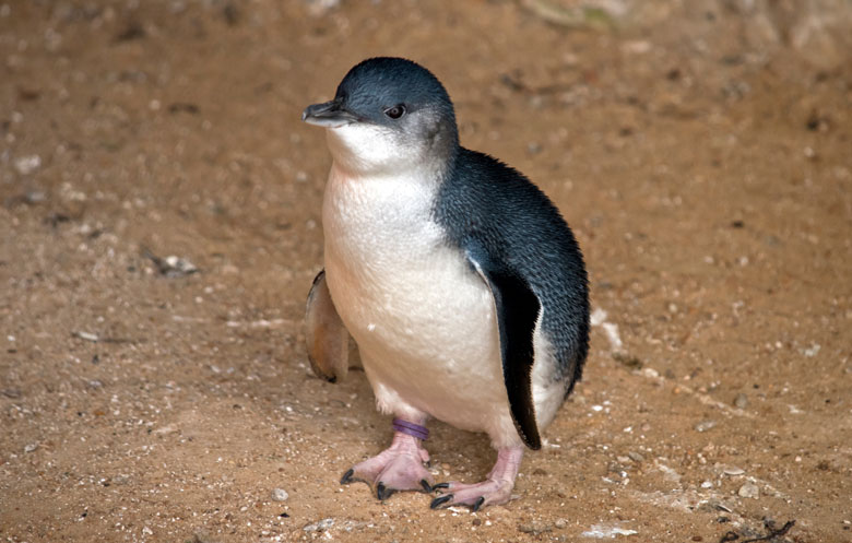 Smallest penguin species | 吉尼斯世界纪录
