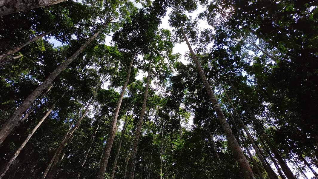 Tallest living tropical tree | 吉尼斯世界纪录