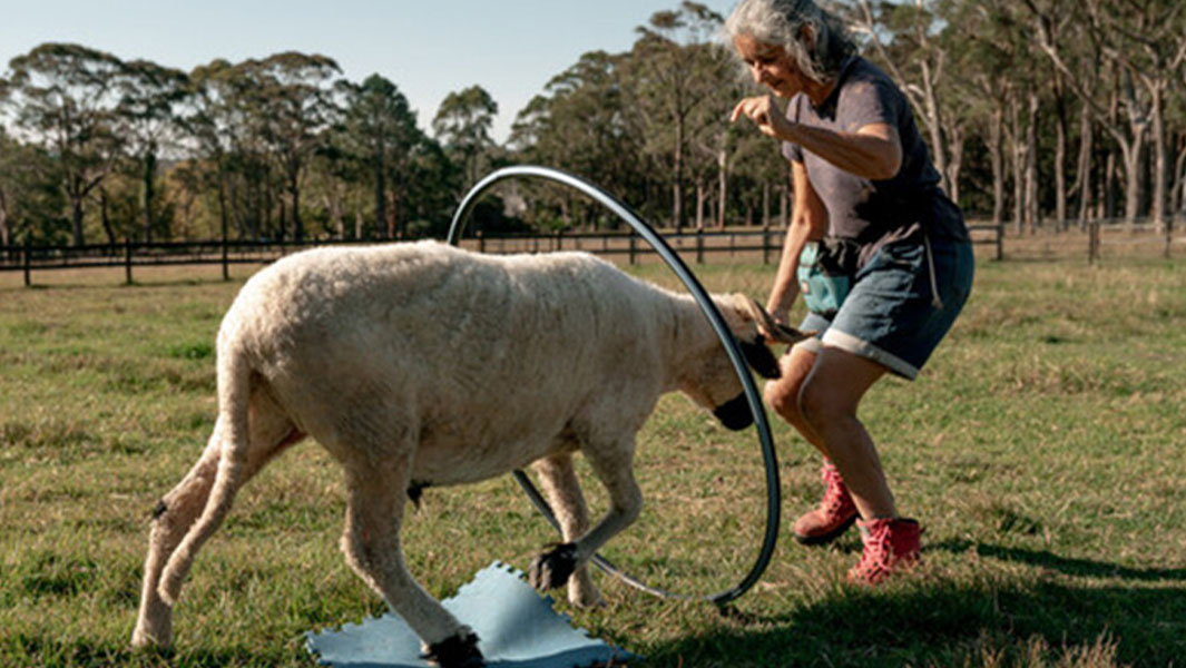 Most tricks performed by a sheep in one minute | 吉尼斯世界纪录