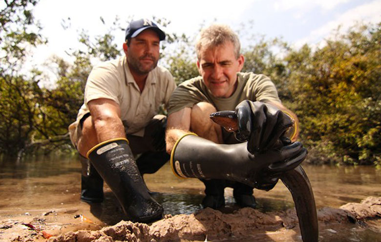 Most electric animal | 吉尼斯世界纪录