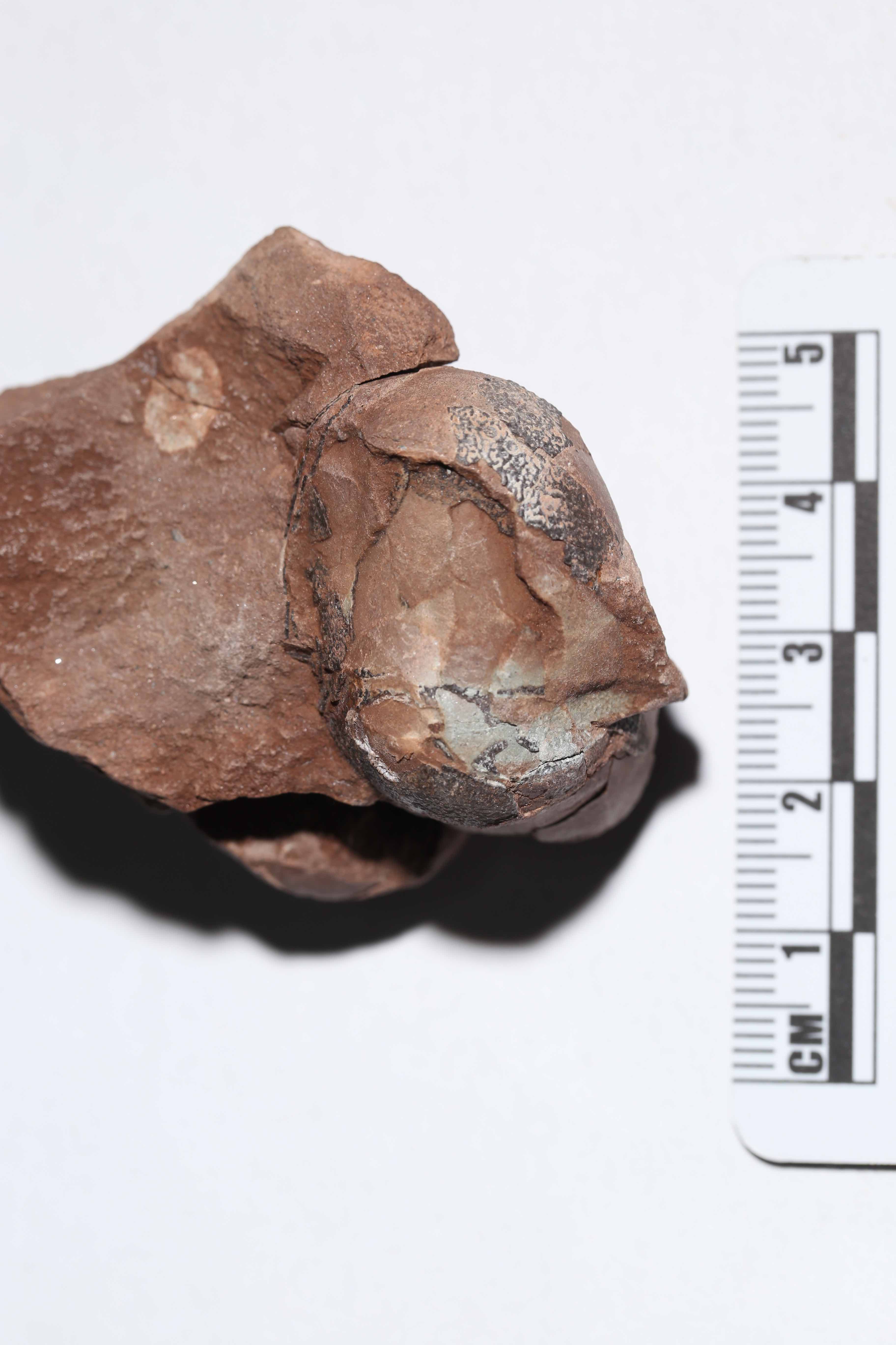 Smallest fossilized non-avian dinosaur egg | 吉尼斯世界纪录
