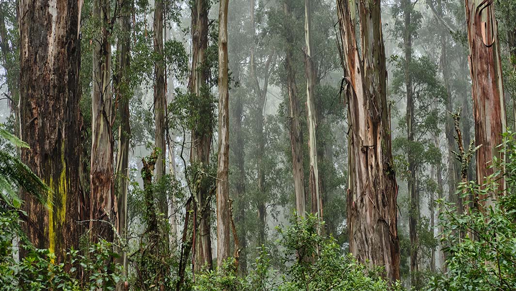 Largest living hardwood tree (by weight) | 吉尼斯世界纪录