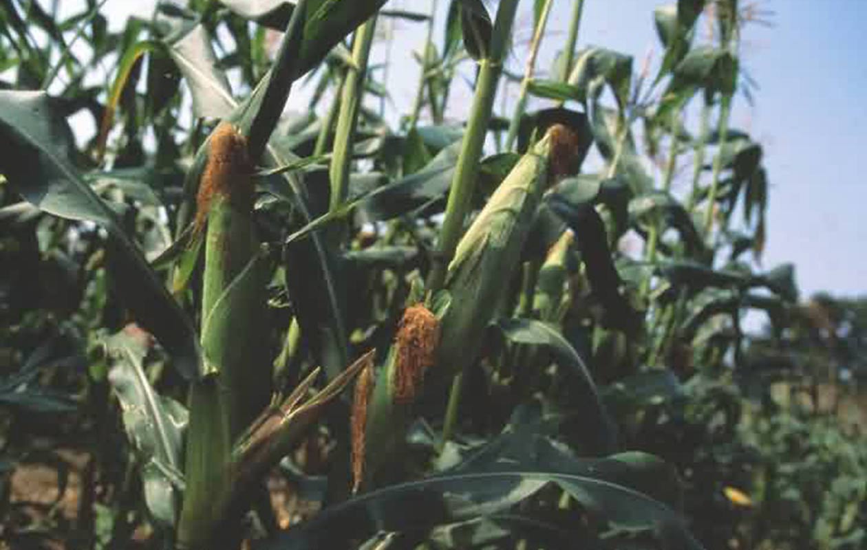 Longest corn cob | 吉尼斯世界纪录