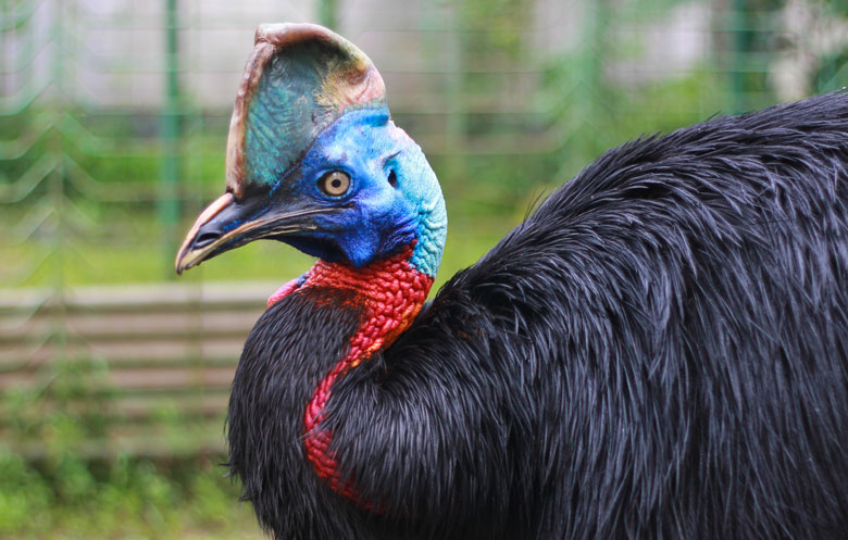 Most dangerous bird | 吉尼斯世界纪录