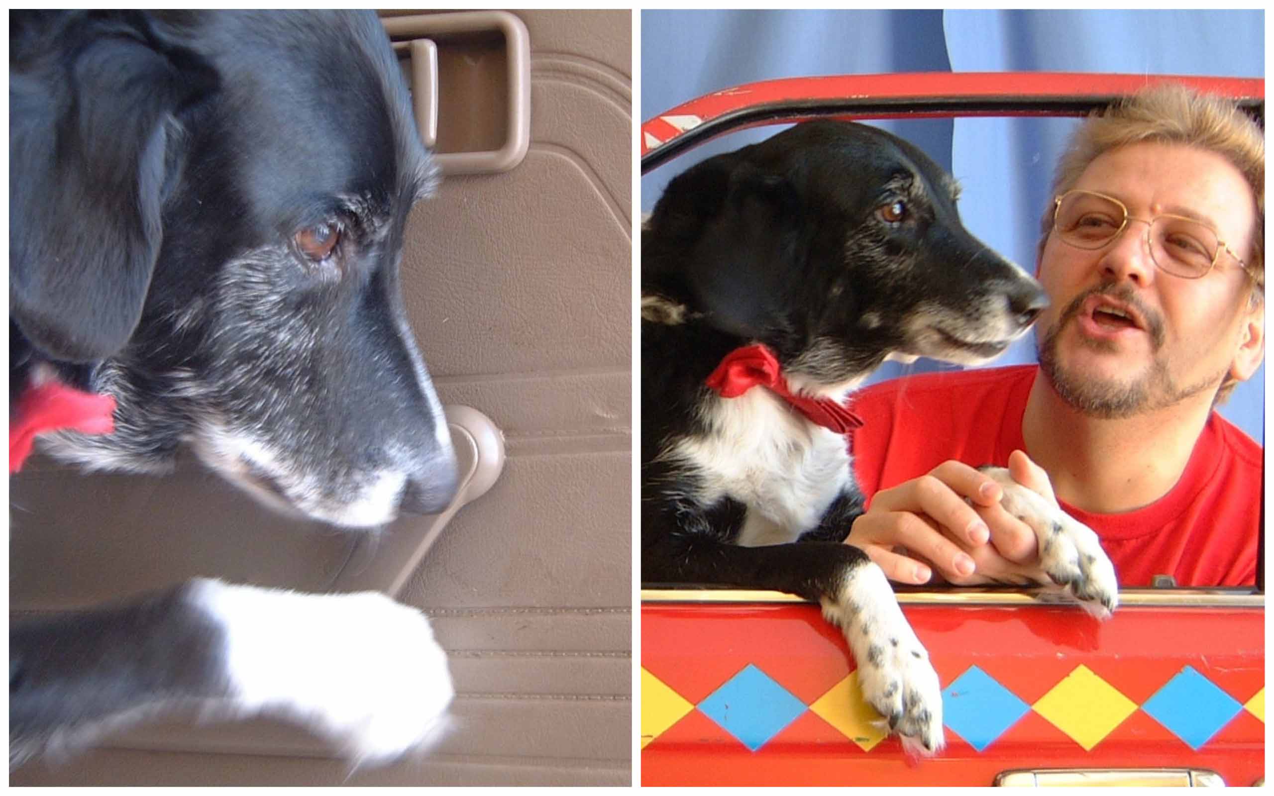 Fastest car window opened by a dog | 吉尼斯世界纪录